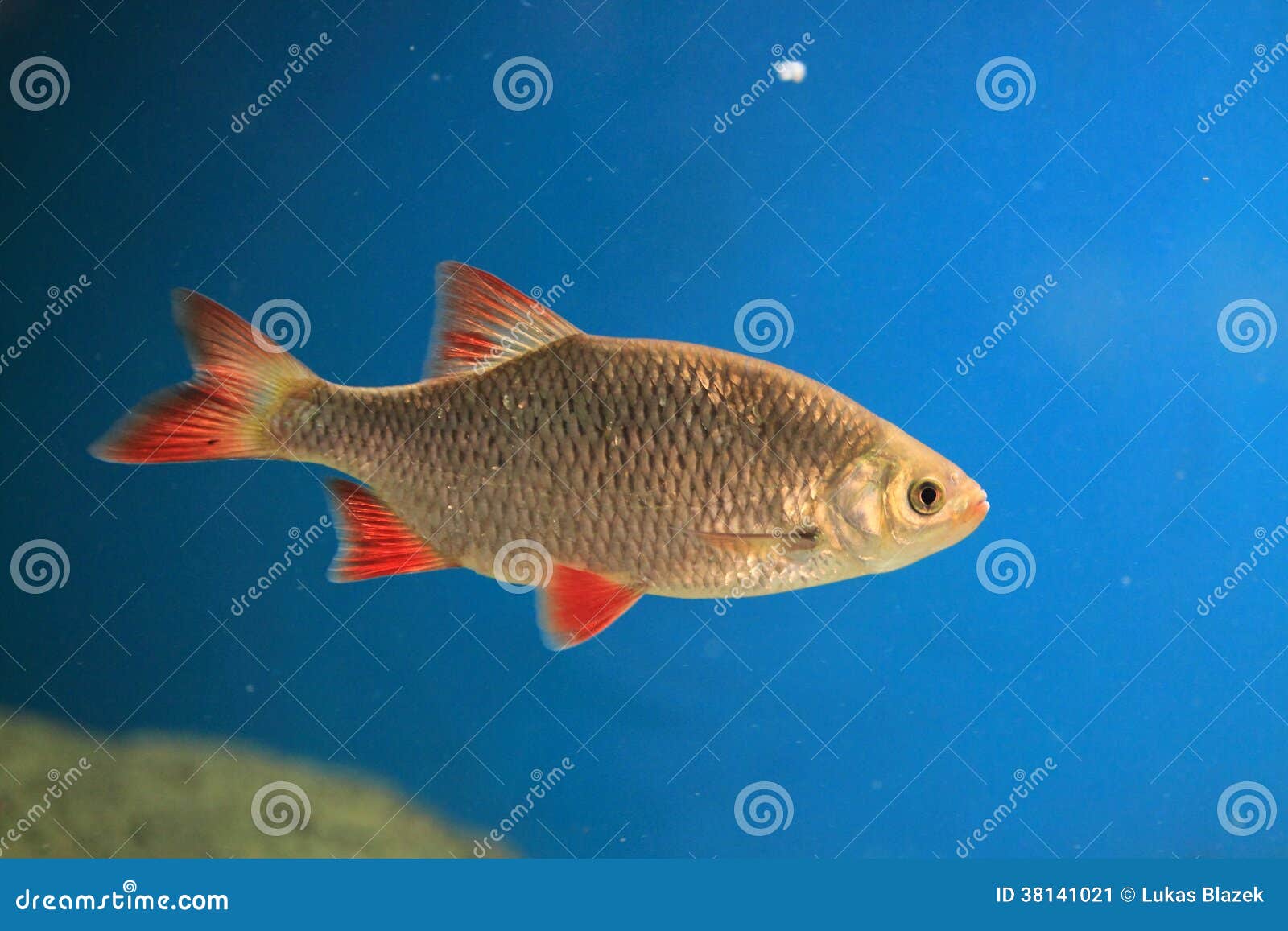 Common rudd stock image. Image of water, common, freshwater - 38141021