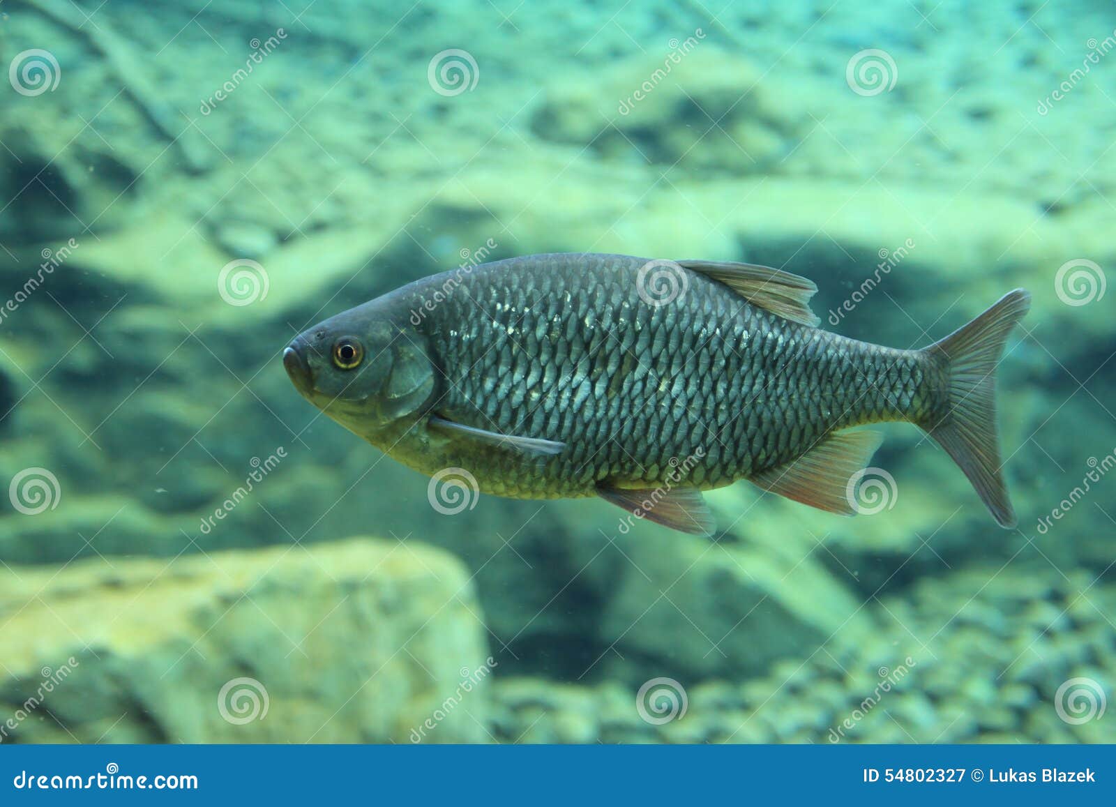 Common rudd stock image. Image of bentho, europe, adult - 54802327