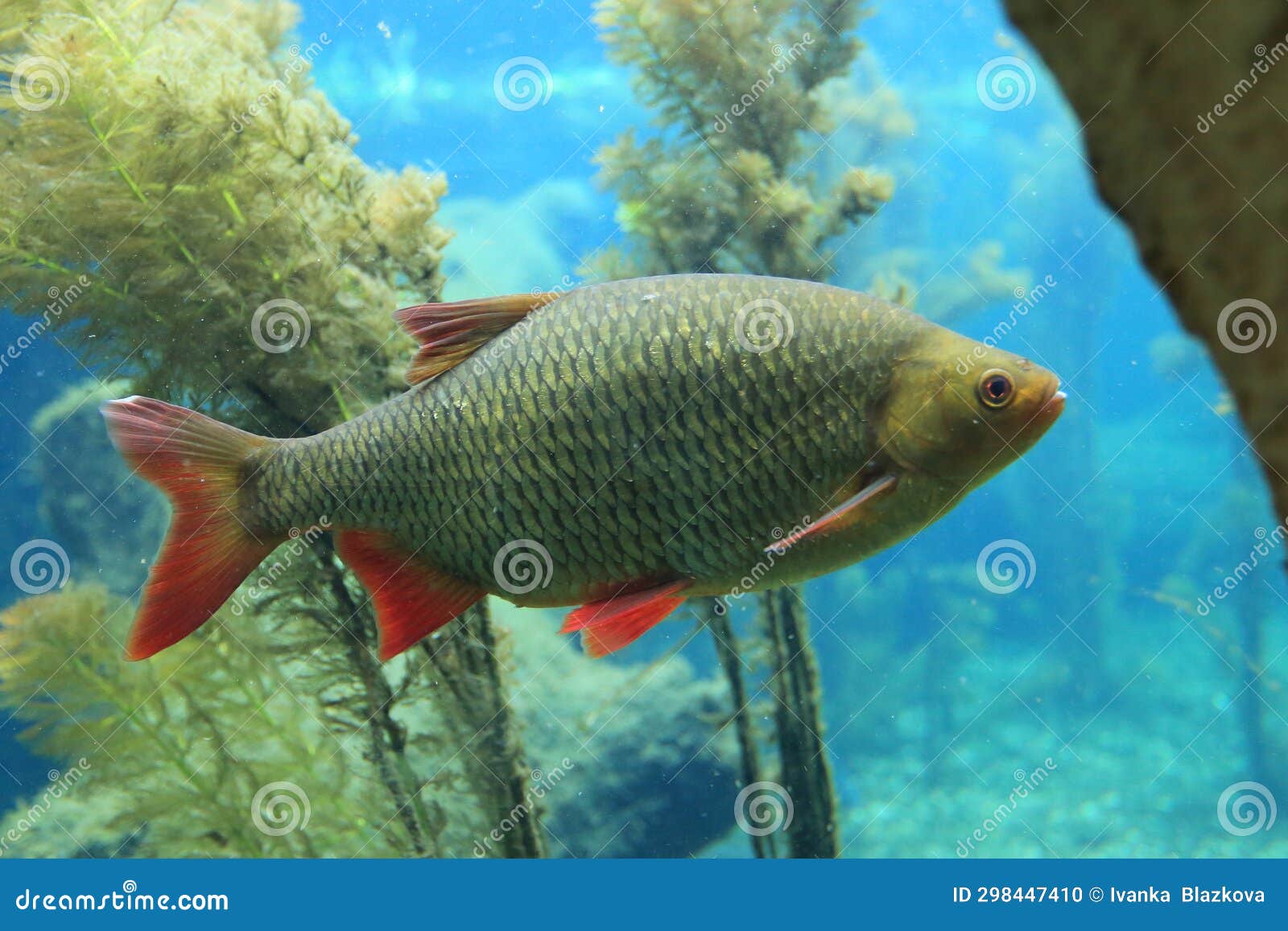 Common Rudd With Its Face In Closeup, Well Spread Fish Through Out The ...