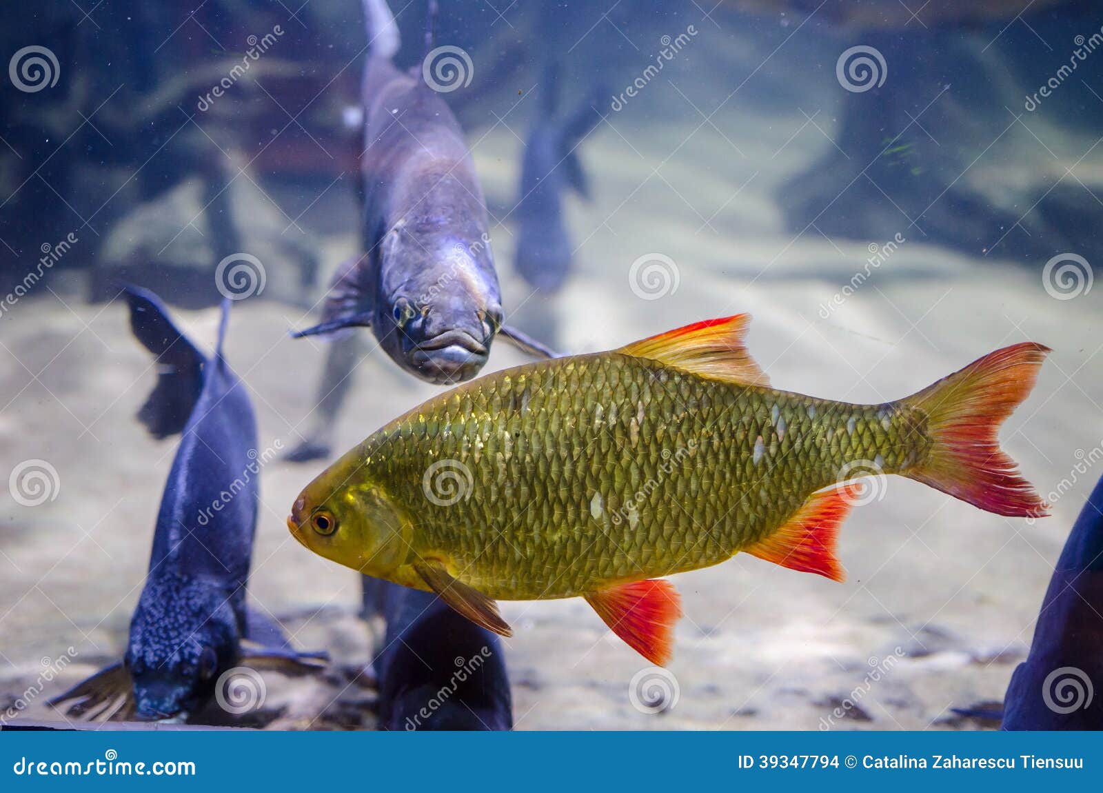 Common rudd stock photo. Image of benthopelagic, aquarium - 39347794