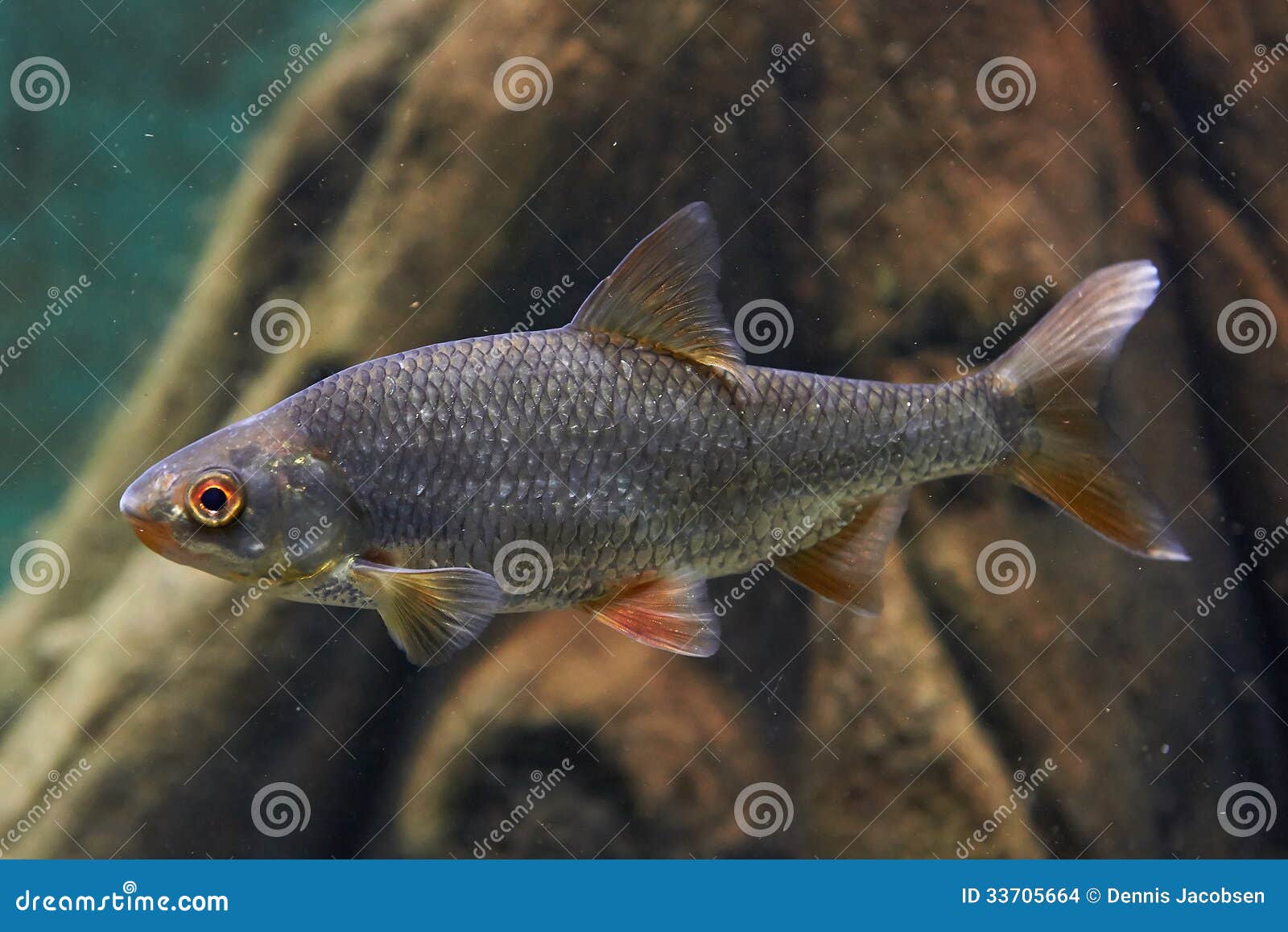 Common Rudd (Scardinius Erythropthalmus) Stock Photo - Image of swim ...