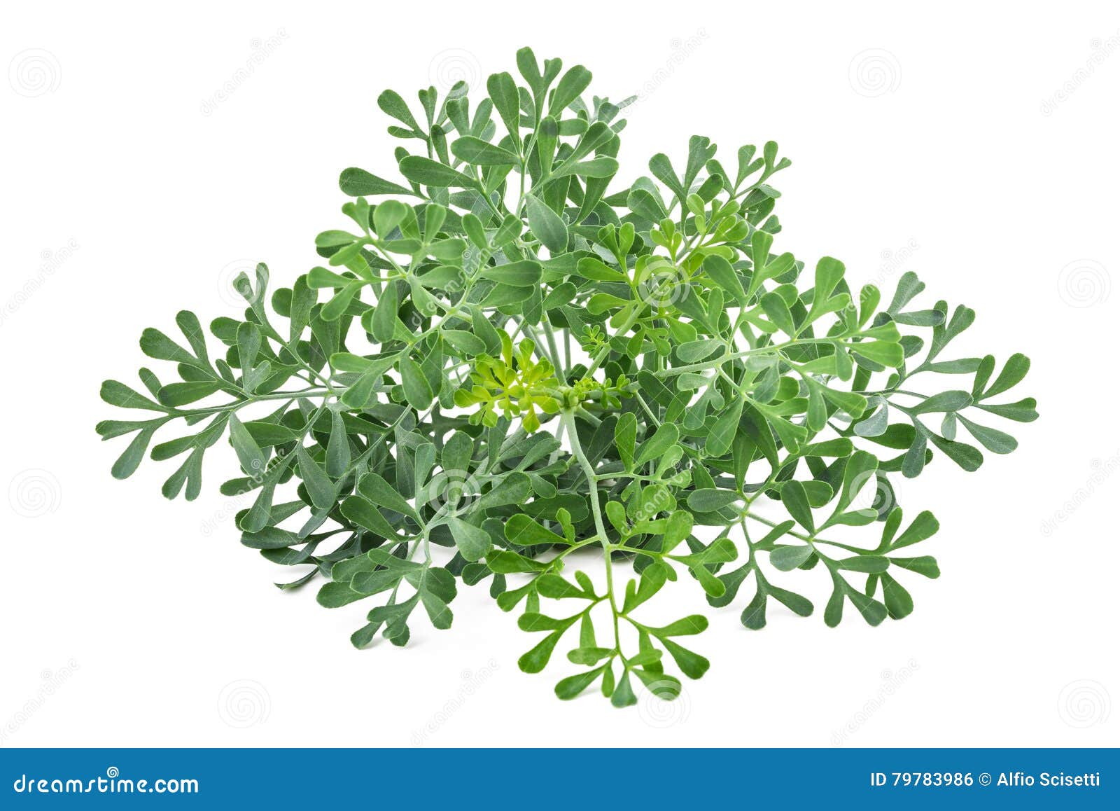 Common rue stock photo. Image of weinkraut, medicinal - 79783986