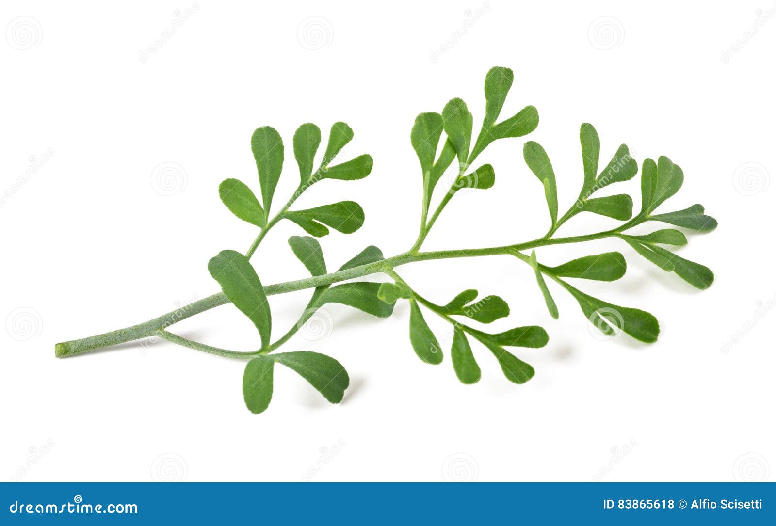 Common rue isolated stock photo. Image of sprig, leaf - 83865618