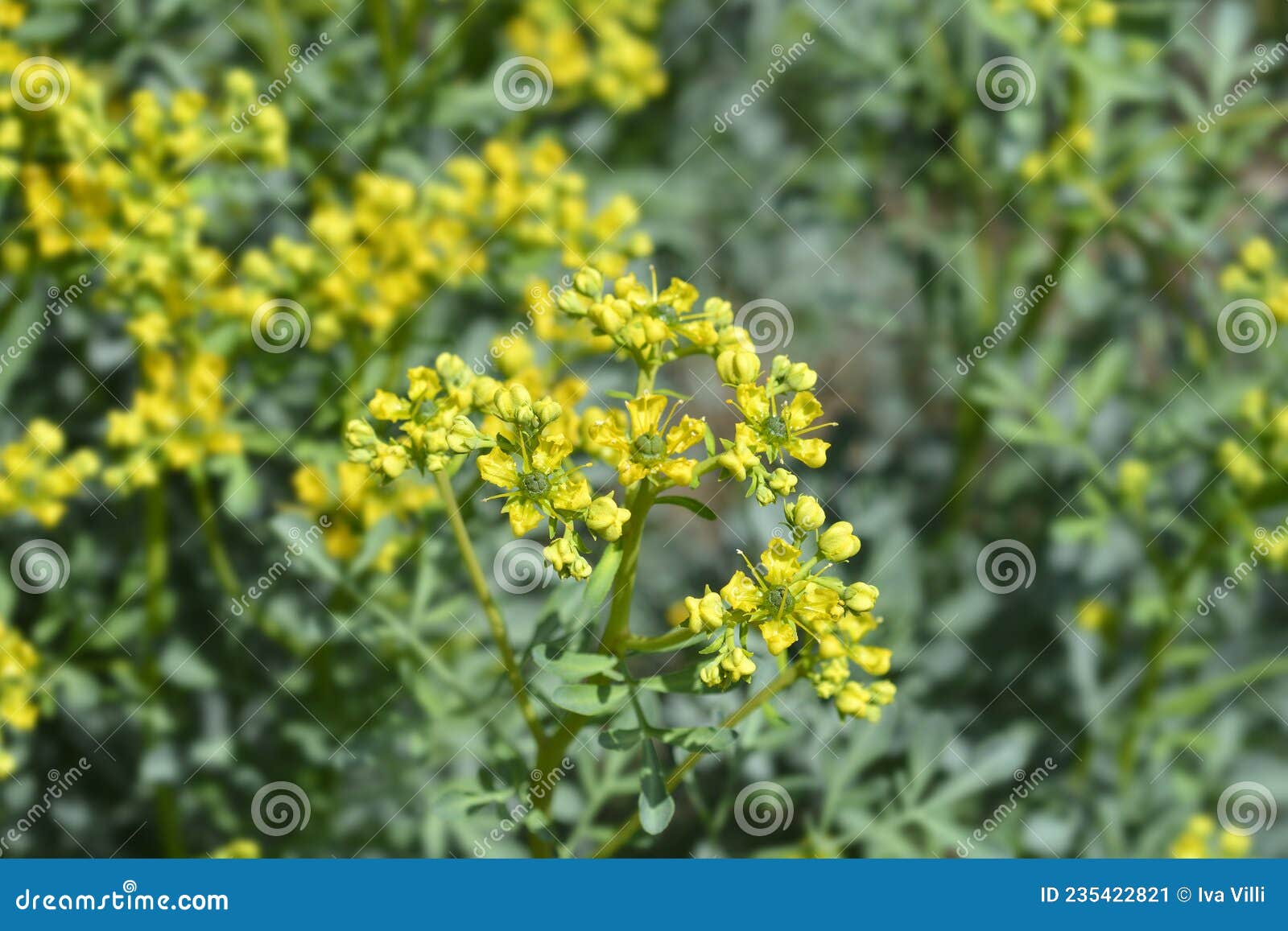 Common rue stock image. Image of plant, nature, herb - 235422821