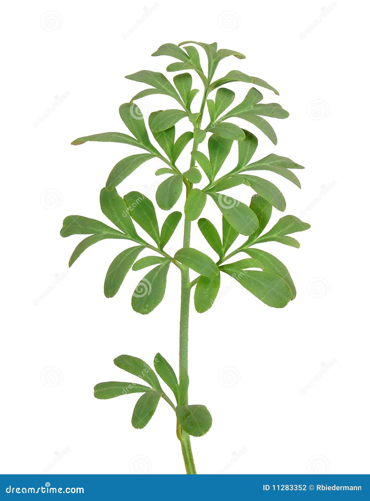 Common Rue (Ruta Graveolens) Stock Photo - Image of alternative, garden ...