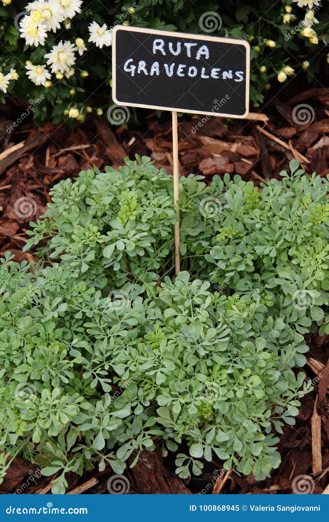 Common Rue Ruta graveolens stock image. Image of grass - 100868945