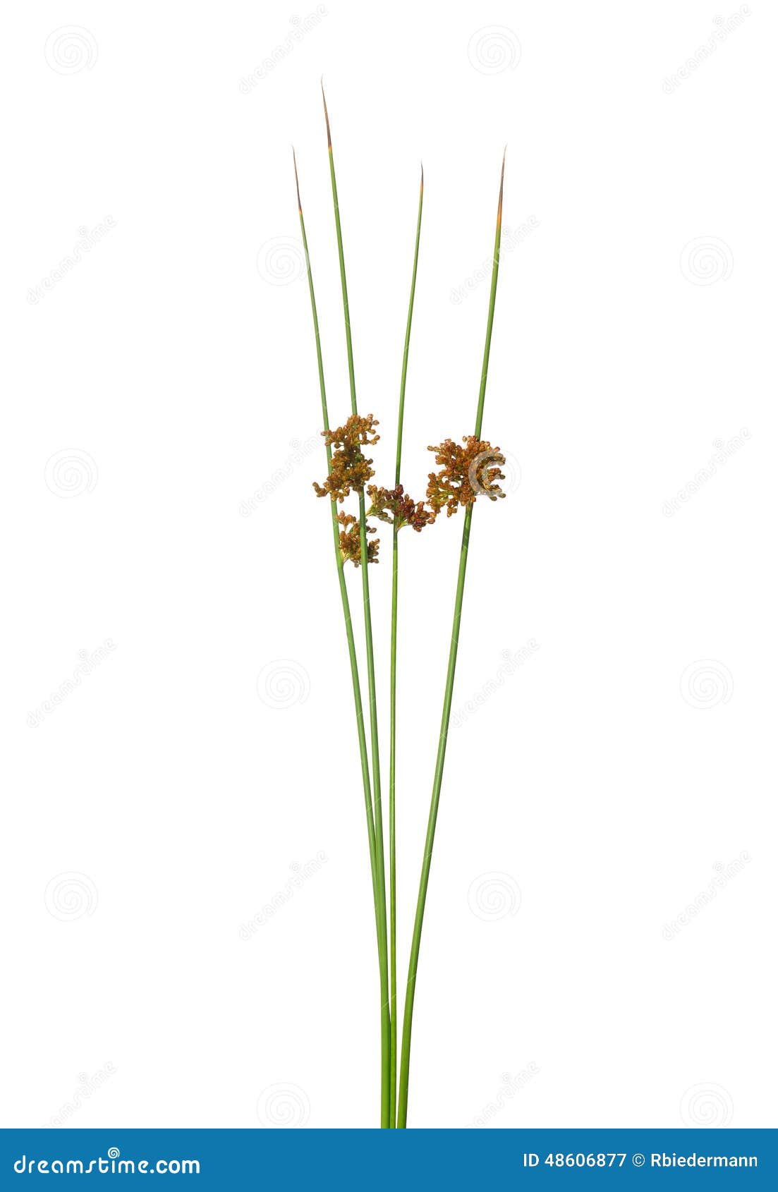 Common Rush (Juncus Effusus) Stock Image - Image of isolated, wild ...