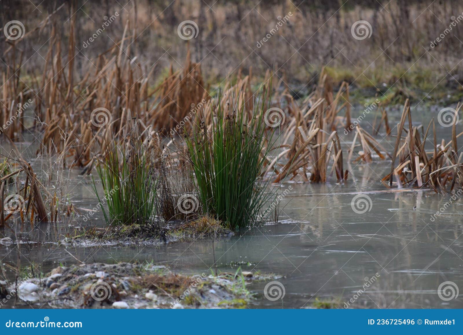 Common Rush in a Superficially Icy Area Stock Photo - Image of plain ...