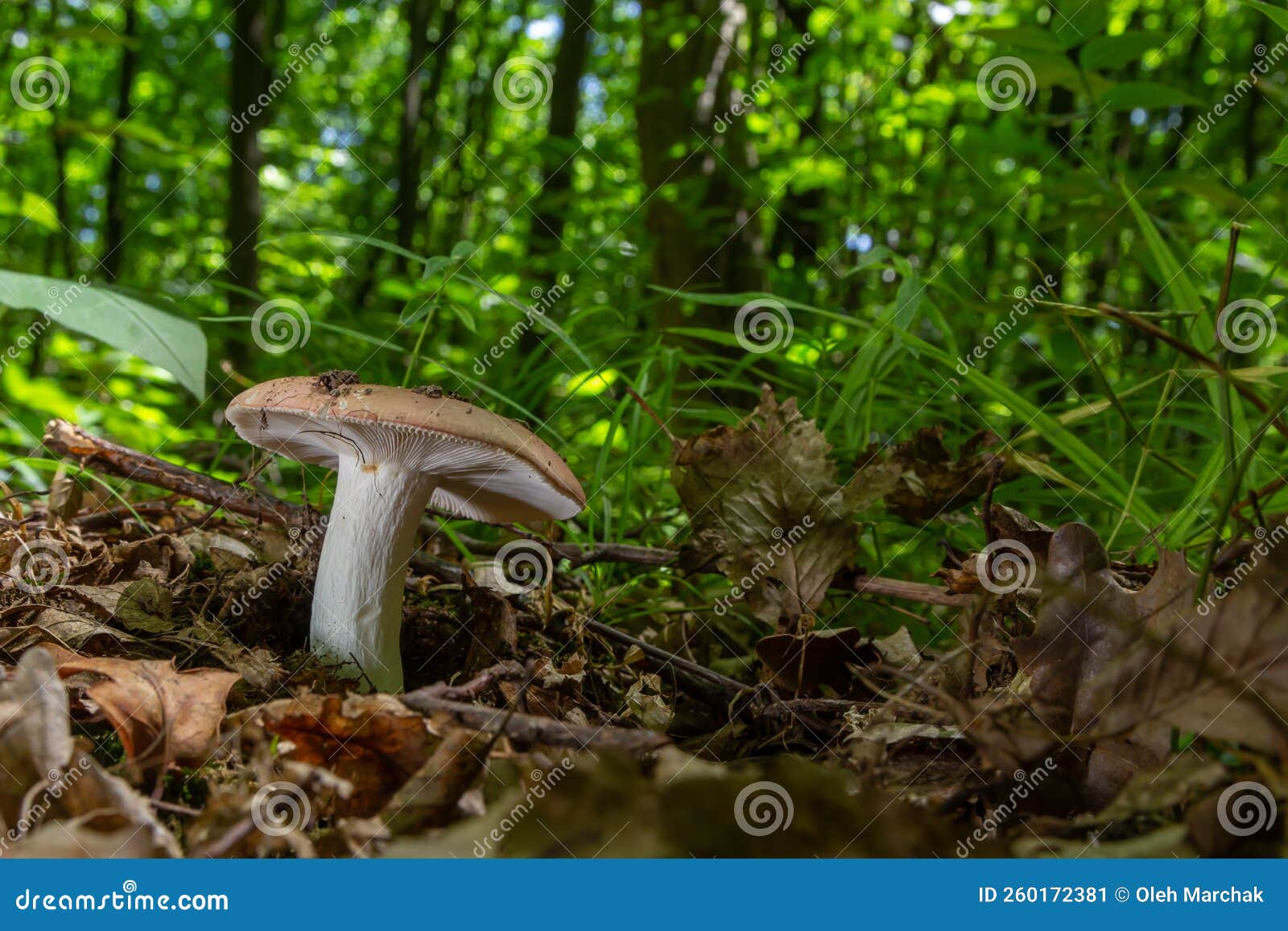 Common Russula on the Ground in the Forest on a Summer Day in a Natural ...