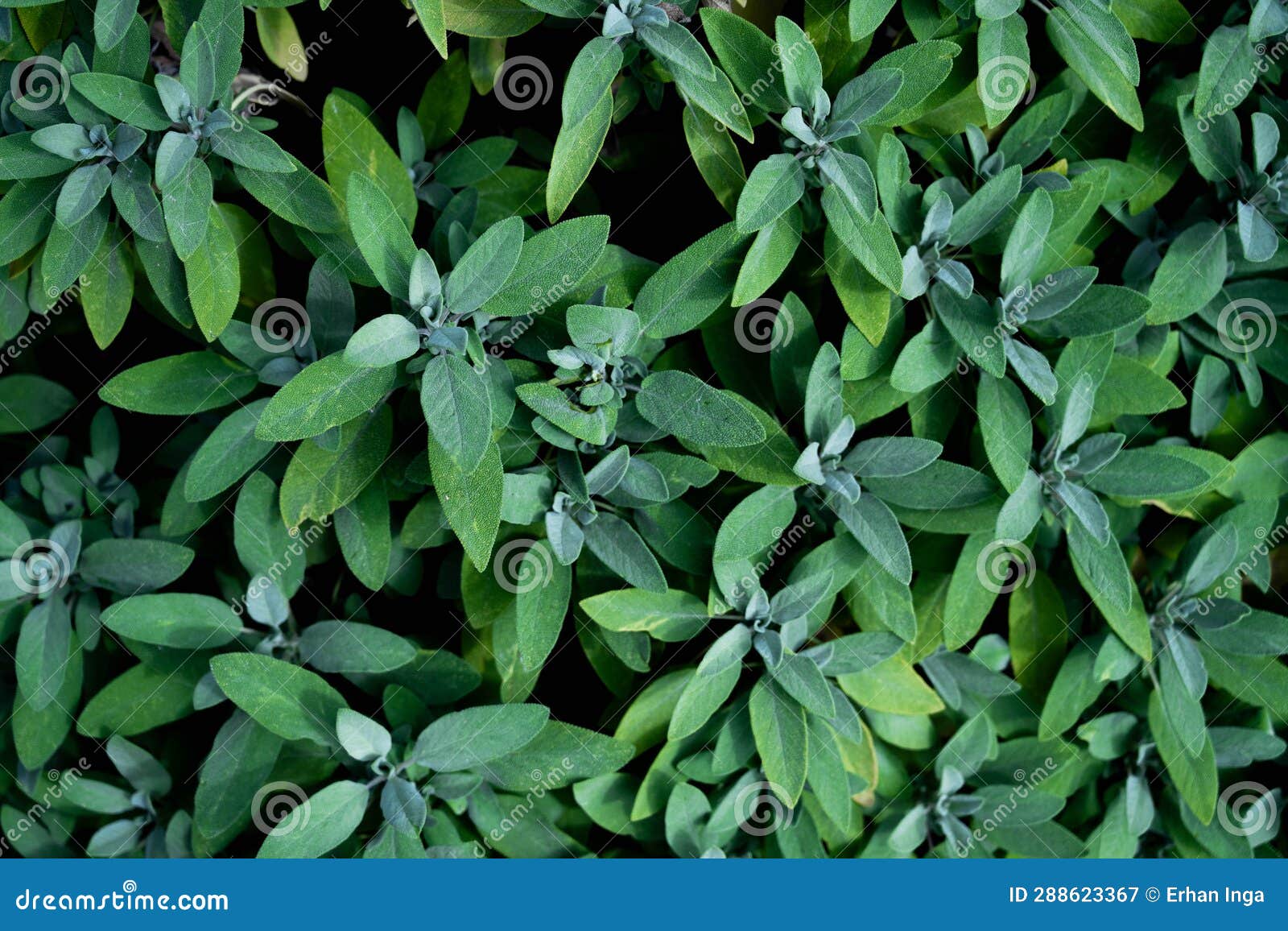 Common Sage, Broadleaf Sage - Salvia Plants Grow in Herb Garden Stock ...