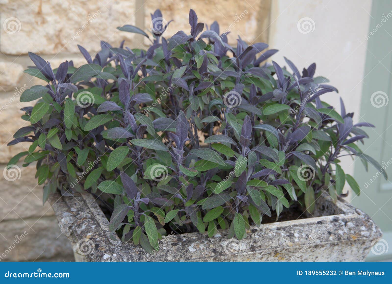 Common Sage Growing in a Pot on a Doorstep in the UK Stock Photo ...