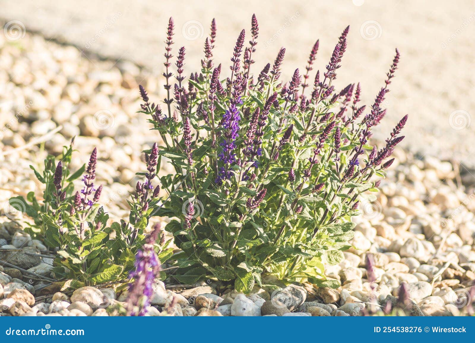 Common Sage Plants Growing through Stones Stock Photo - Image of ...