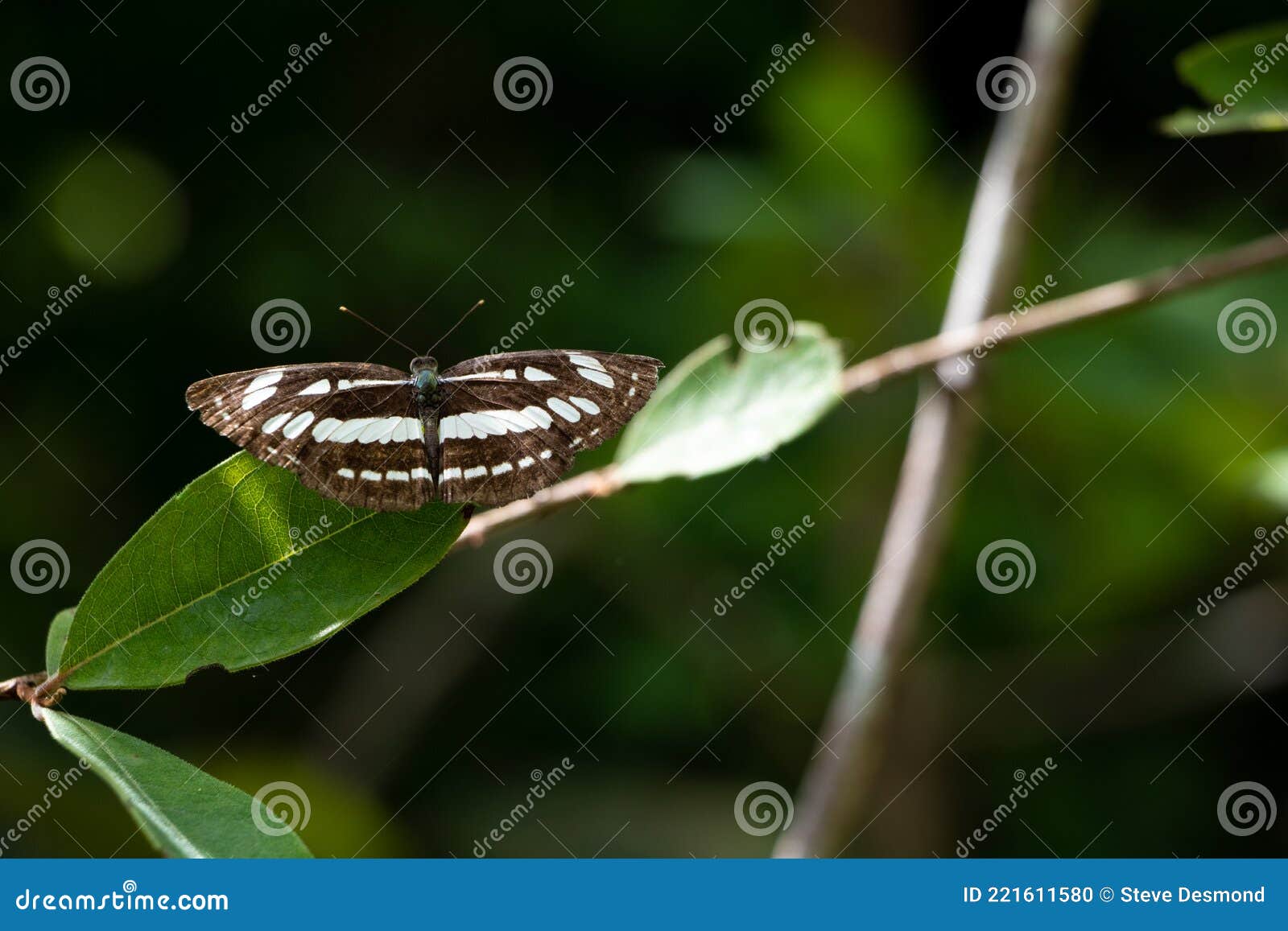 Common Sailor Butterfly - Neptis Hylas Stock Photo - Image of neptis ...