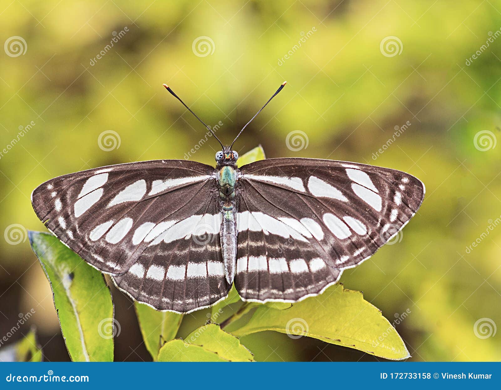 Common Sailor - Neptis Hylas Stock Image | CartoonDealer.com #179827135