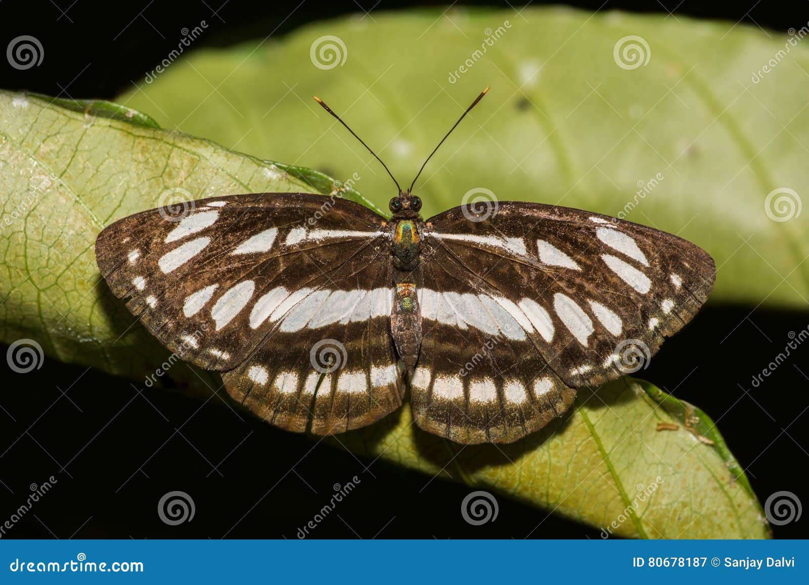 Common Sailor - Neptis Hylas Stock Image | CartoonDealer.com #179827135