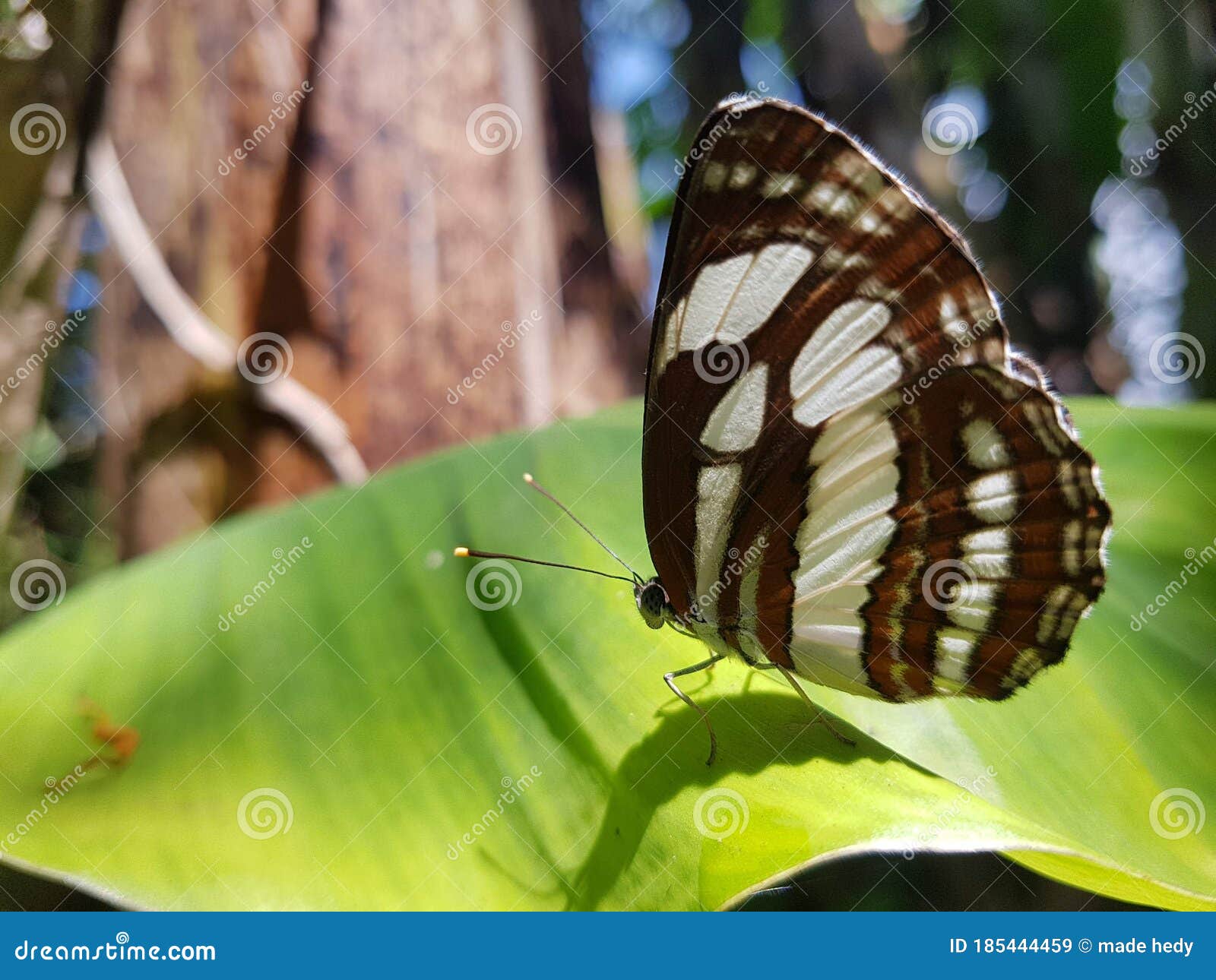 Common Sailor Neptis Hylas Butterfly 2 Stock Image - Image of neptis ...