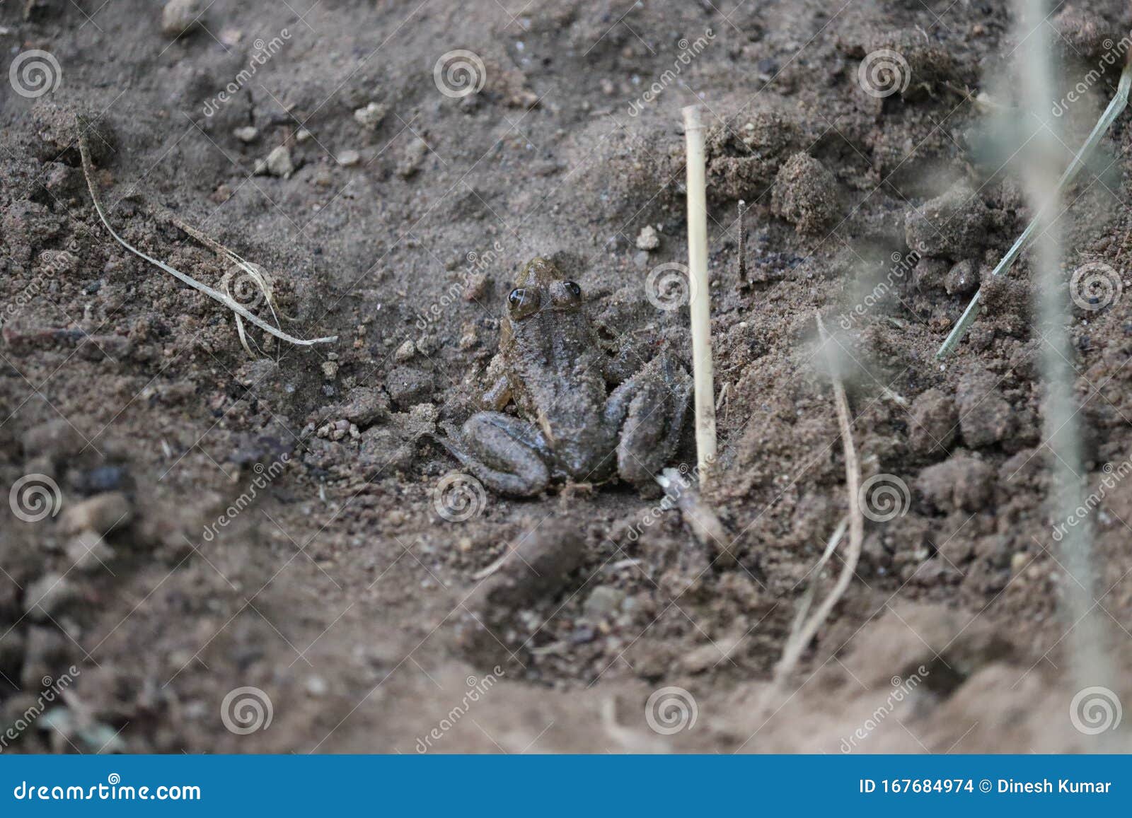 Common sand Frog stock photo. Image of portrait, green - 167684974