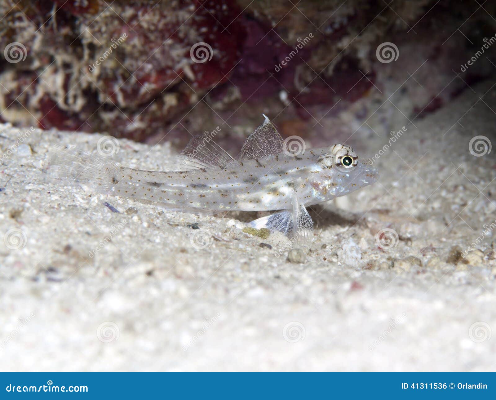 Common Sand Goby Stock Photos - Free & Royalty-Free Stock Photos from ...