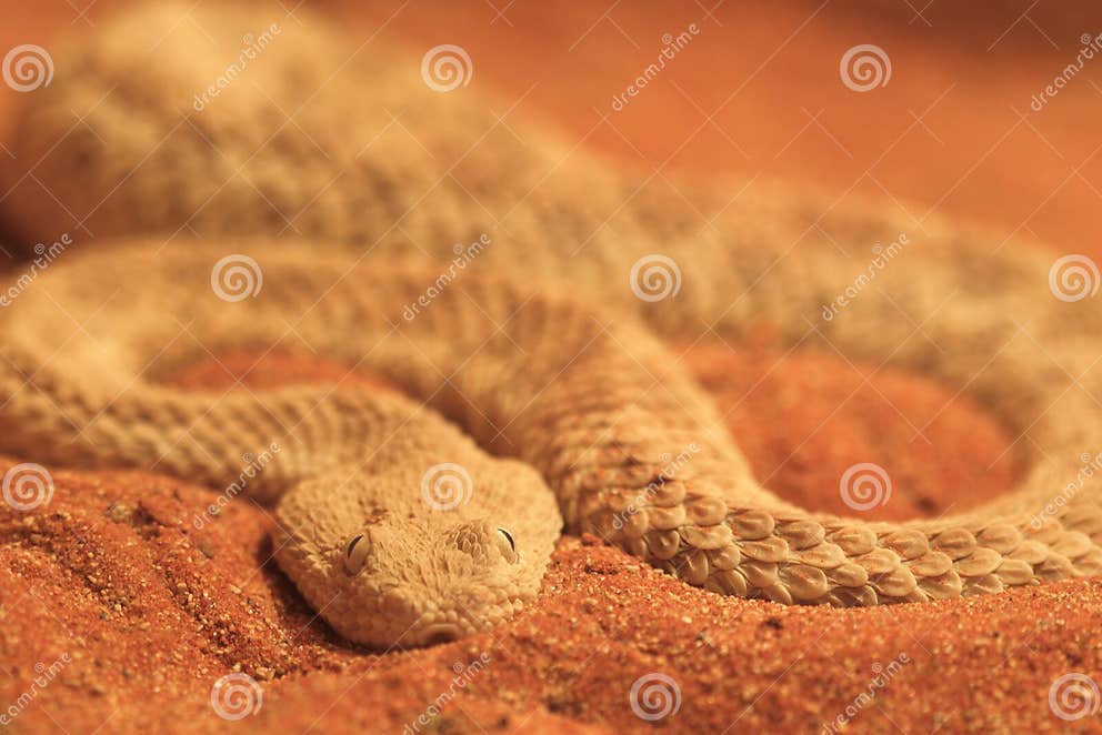 Common sand viper stock photo. Image of animal, reptile - 27872900