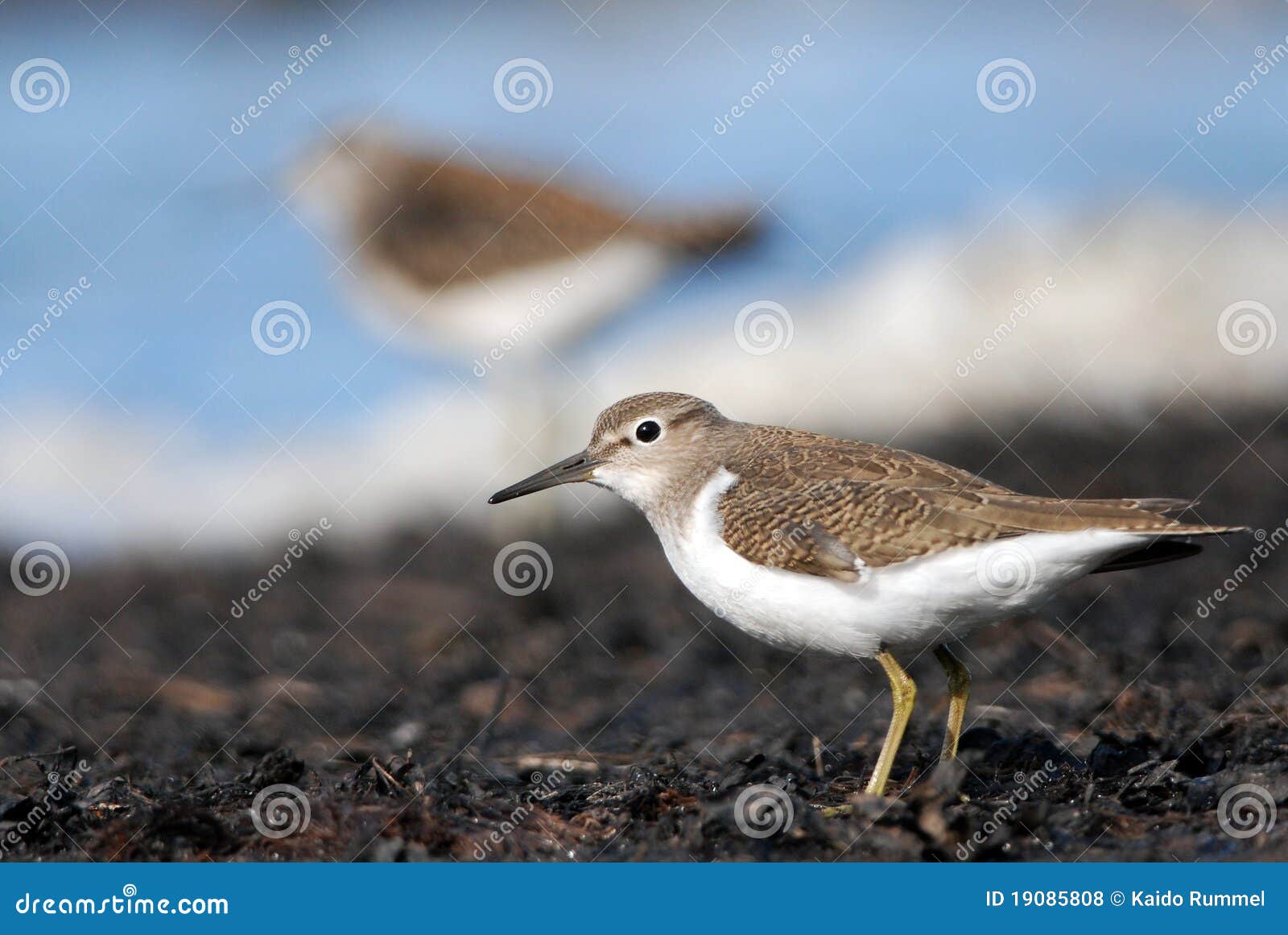 Common Sandpiper stock photo. Image of seacoast, looking - 19085808
