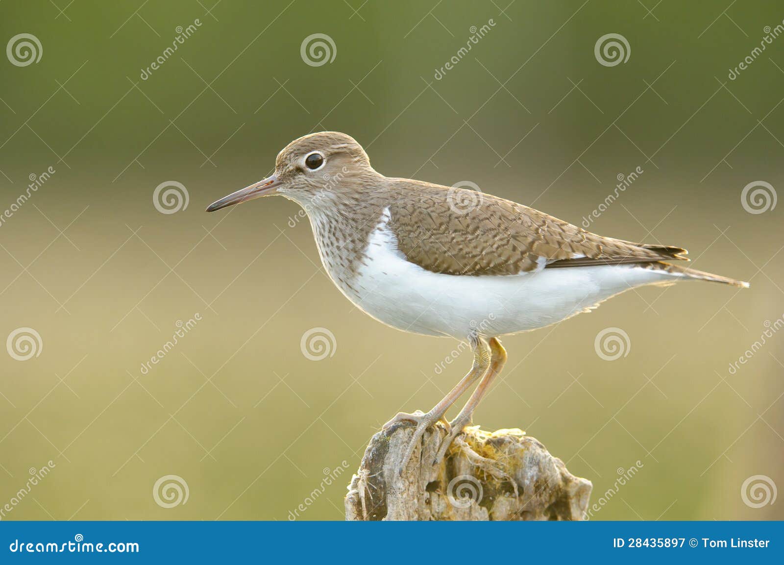 A Common Sandpiper Bird, Long Beak Brown And White, Resting On A Rock ...