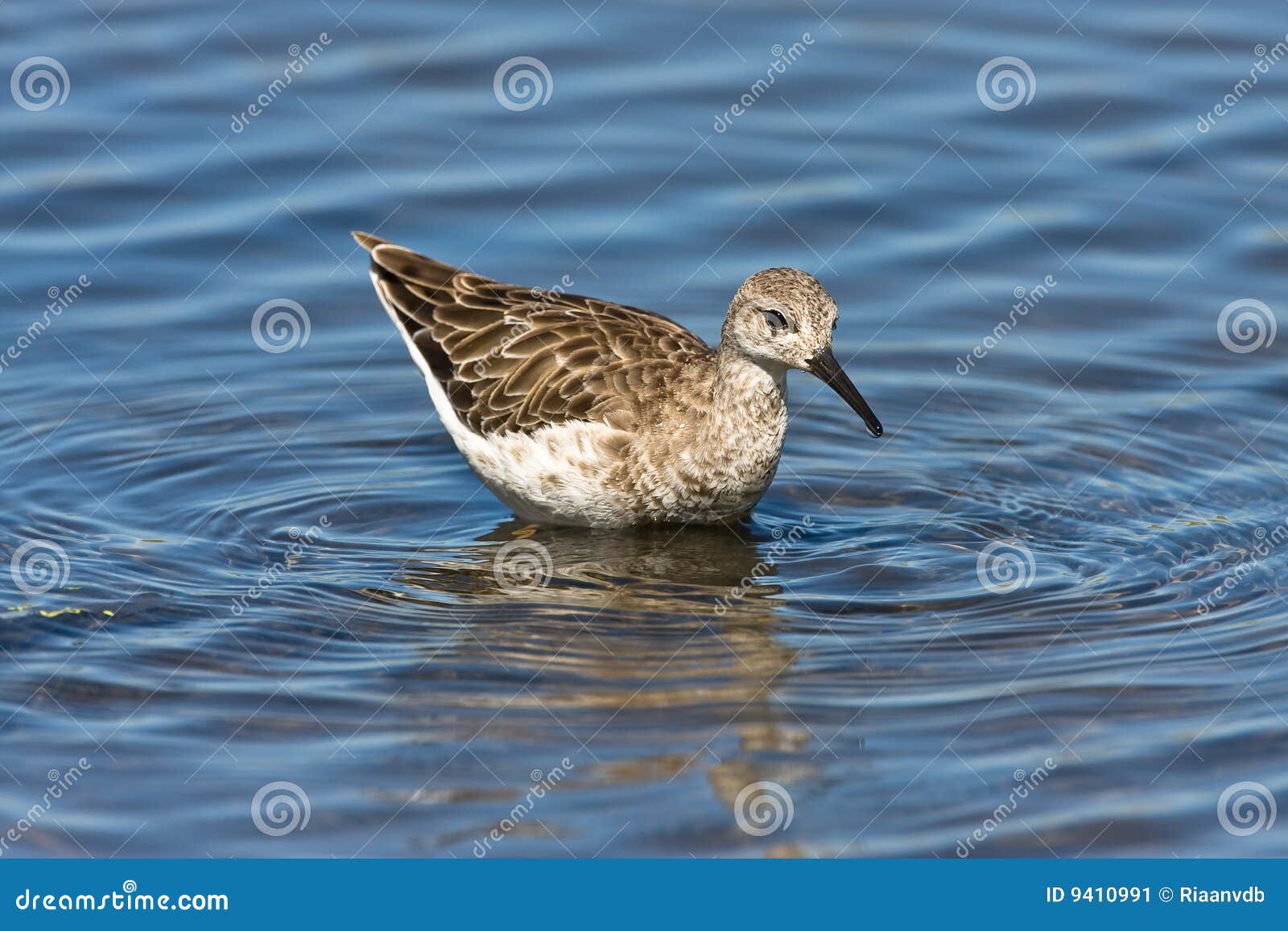 A Common Sandpiper Bird, Long Beak Brown And White, Resting On A Rock ...