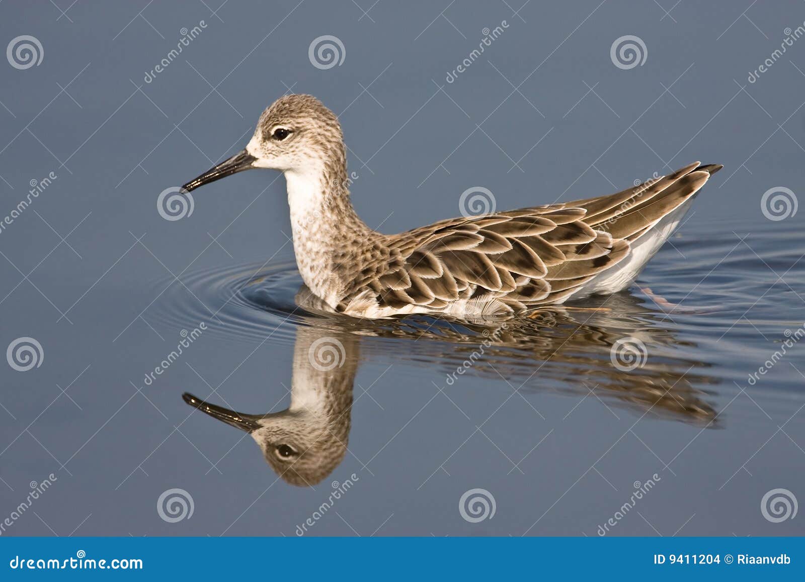 A Common Sandpiper Bird, Long Beak Brown And White, Resting On A Rock ...