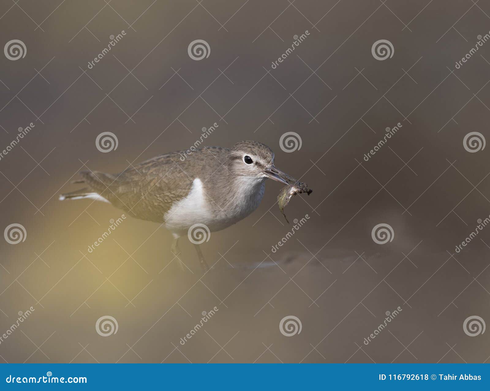 Common Sandpiper Actitis Hypoleucos Stock Photo - Image of panoramic ...