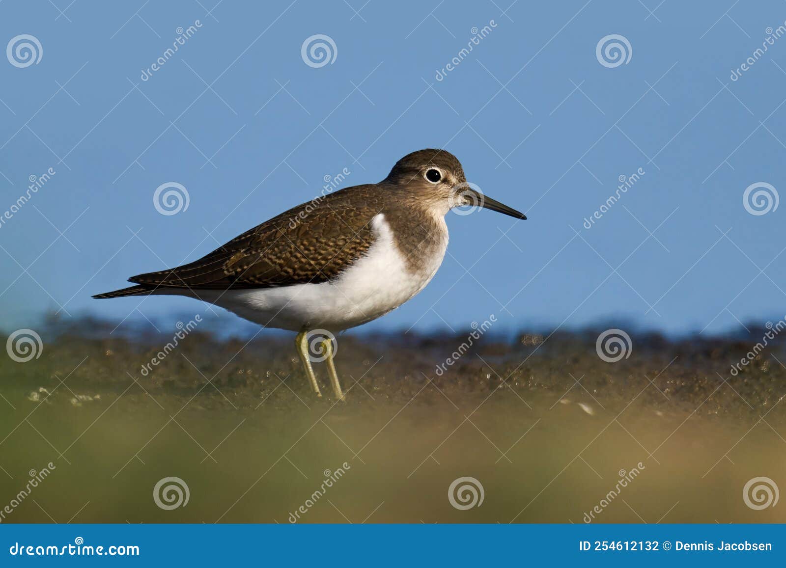 Common Sandpiper Actitis Hypoleucos Stock Photo - Image of danish ...