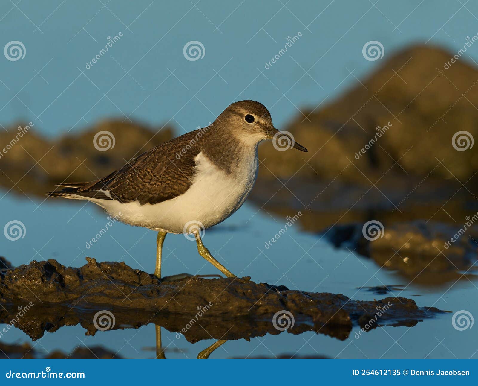 Common Sandpiper Actitis Hypoleucos Stock Image - Image of environment ...