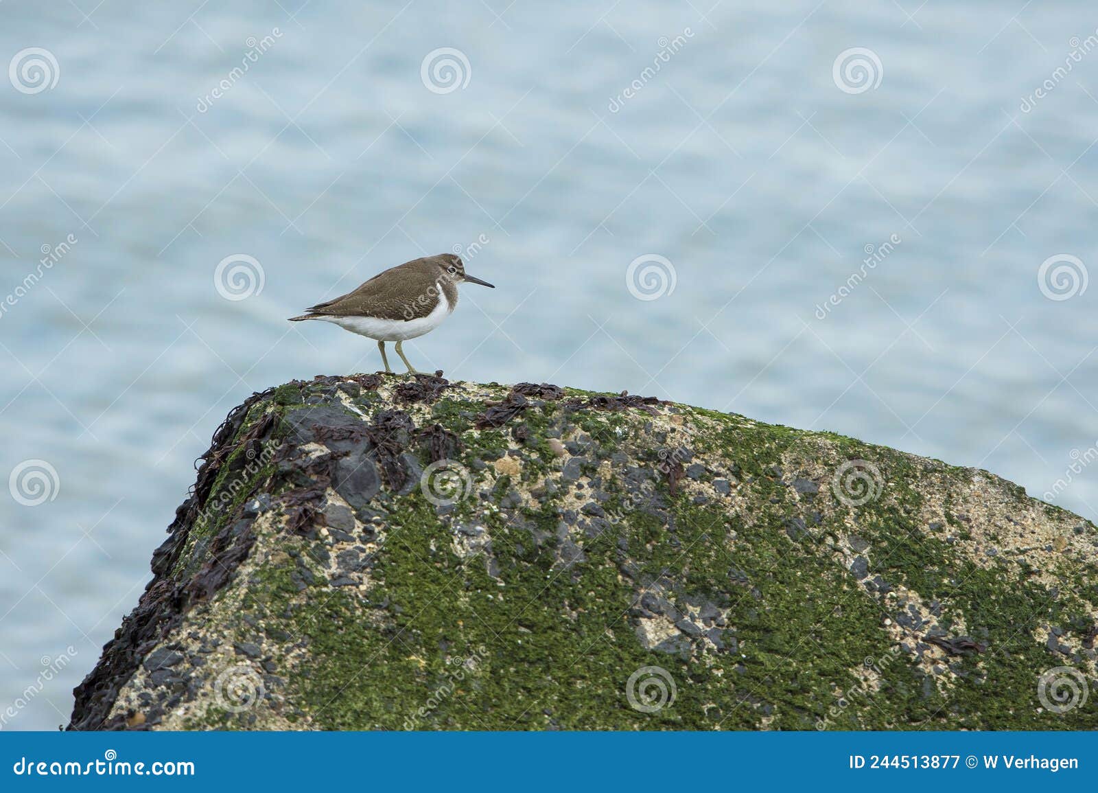 Common Sandpiper Perched on a Rock Stock Image - Image of actitis, beak ...