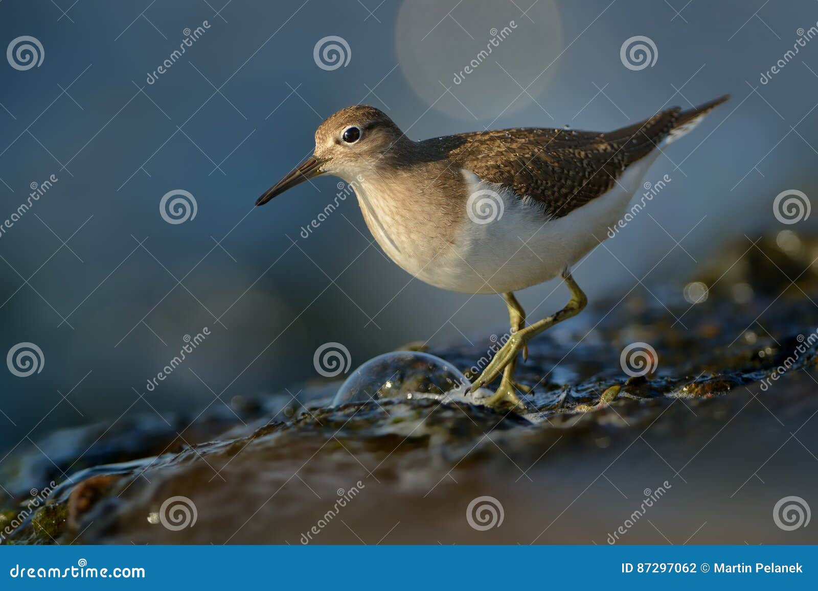Common Sandpiper - Actitis Hypoleucos Stock Photo - Image of plumage, standing: 87297062