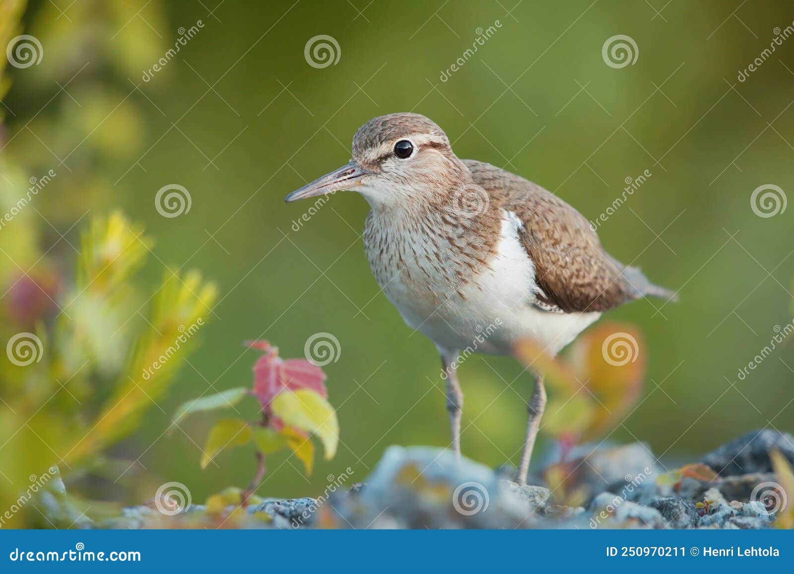 Common Sandpiper Actitis Hypoleucos Standing on the Rocky Ground. Stock ...