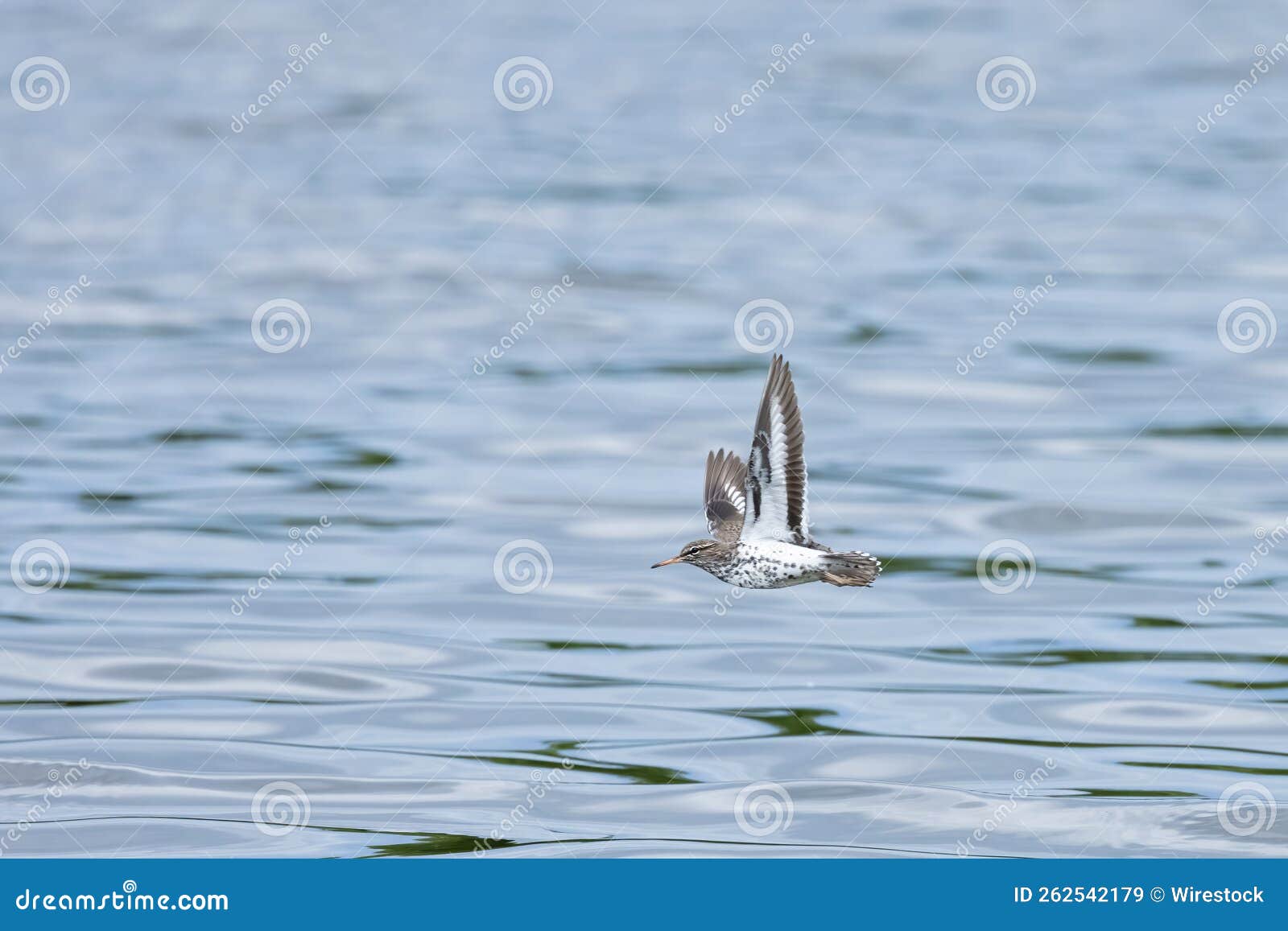 Common Sandpiper Bird Flying Over the Lake Stock Image - Image of ...