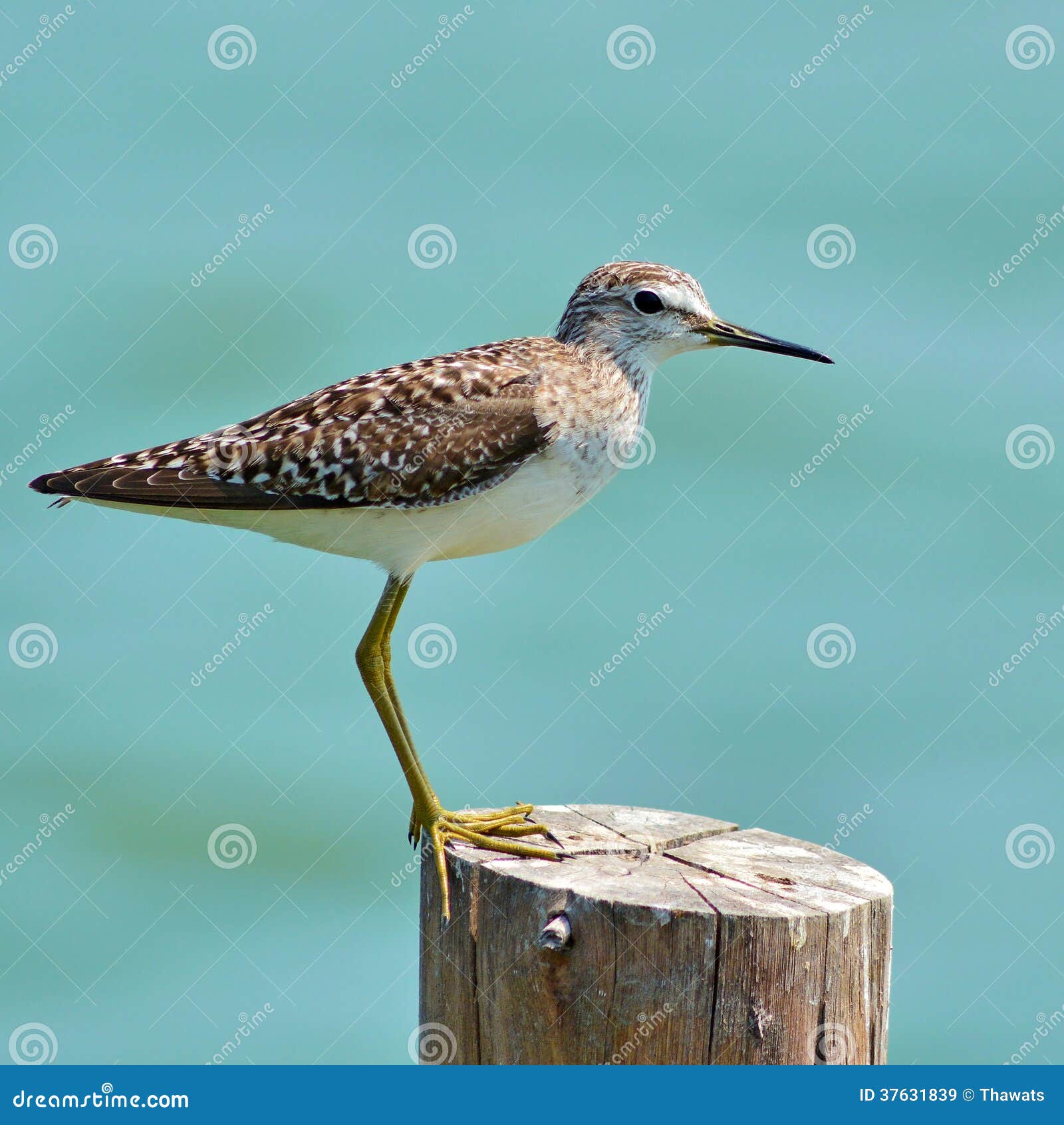 Common Sandpiper bird stock image. Image of water, animal - 37631839
