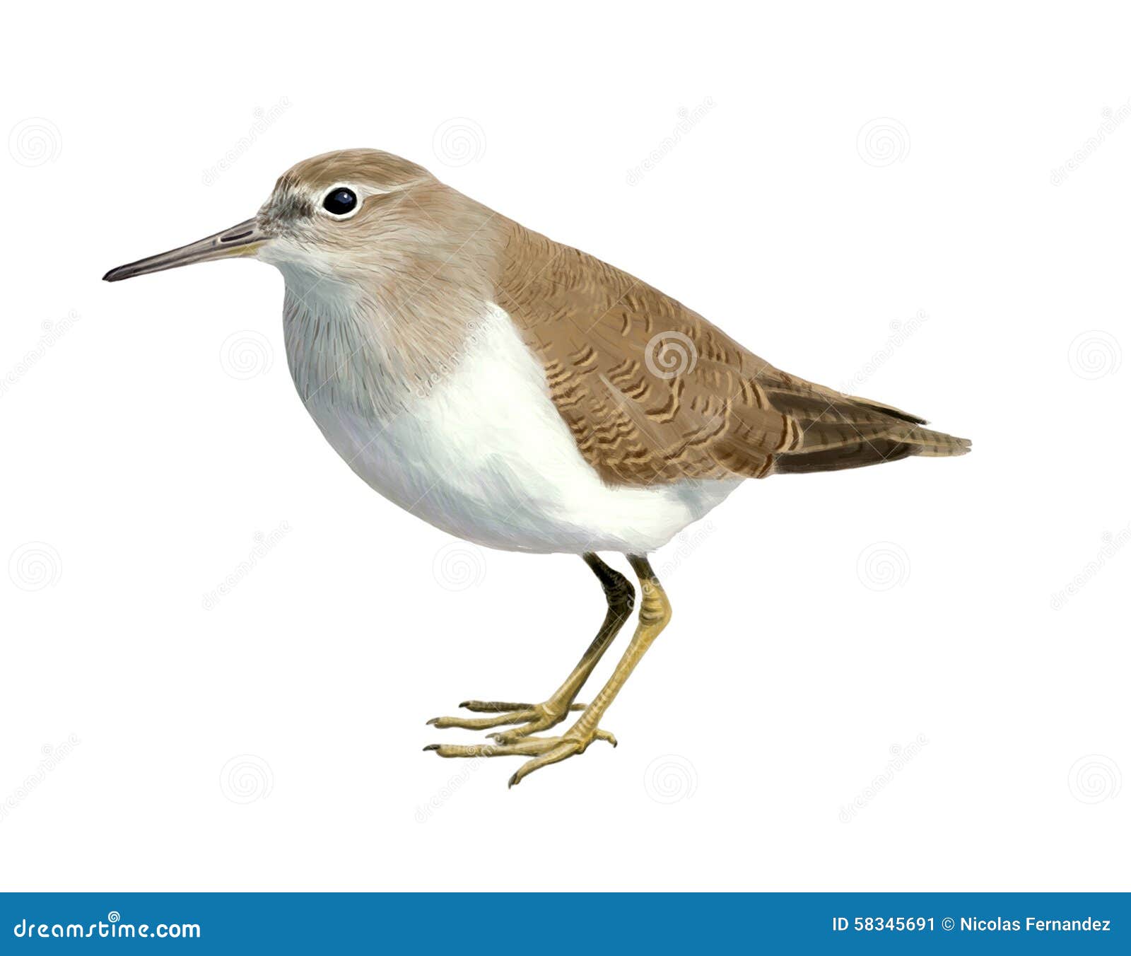 Common Sandpiper Royalty-Free Cartoon | CartoonDealer.com #58345691