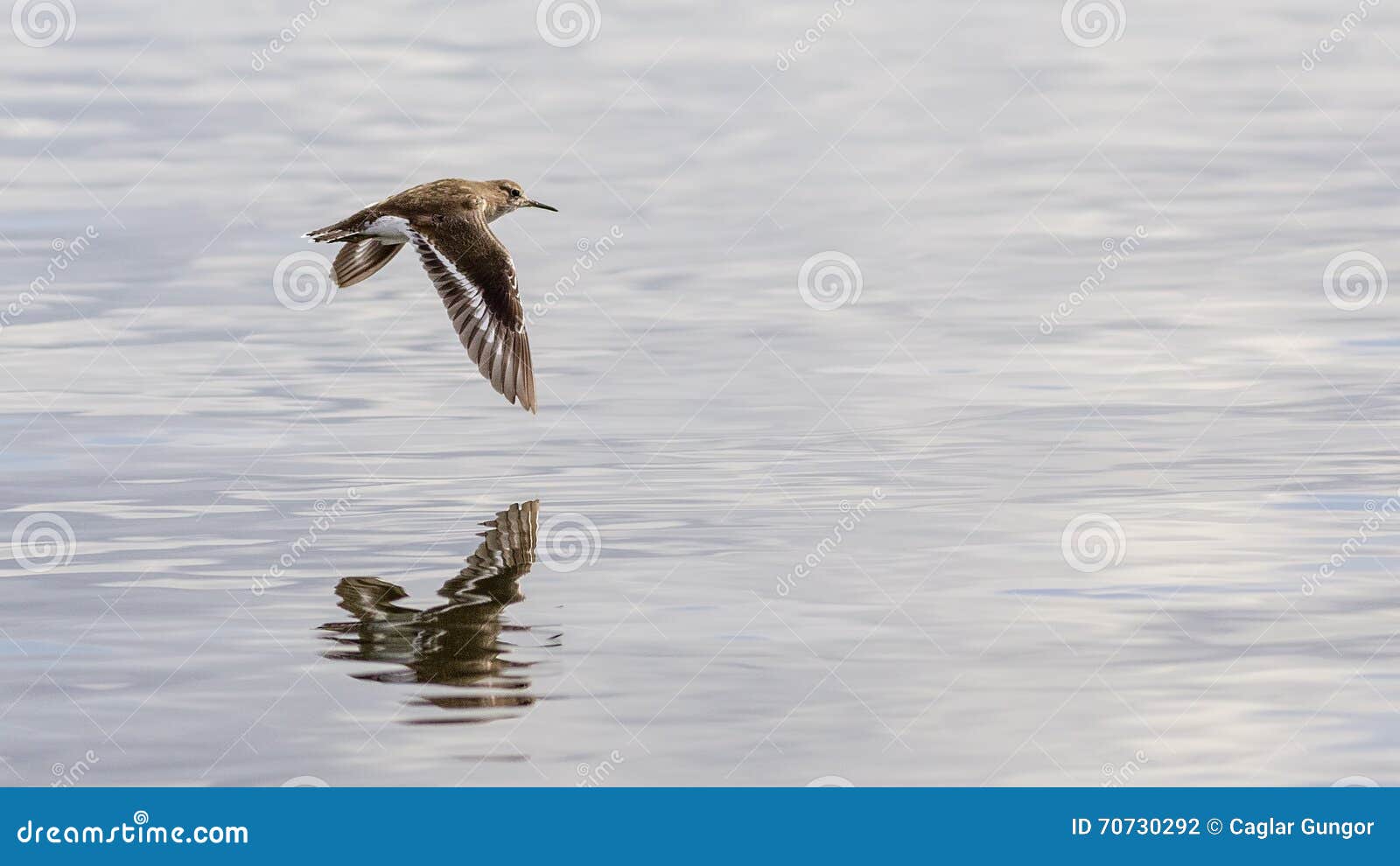 Common Sandpiper in Flight stock photo. Image of flying - 70730292