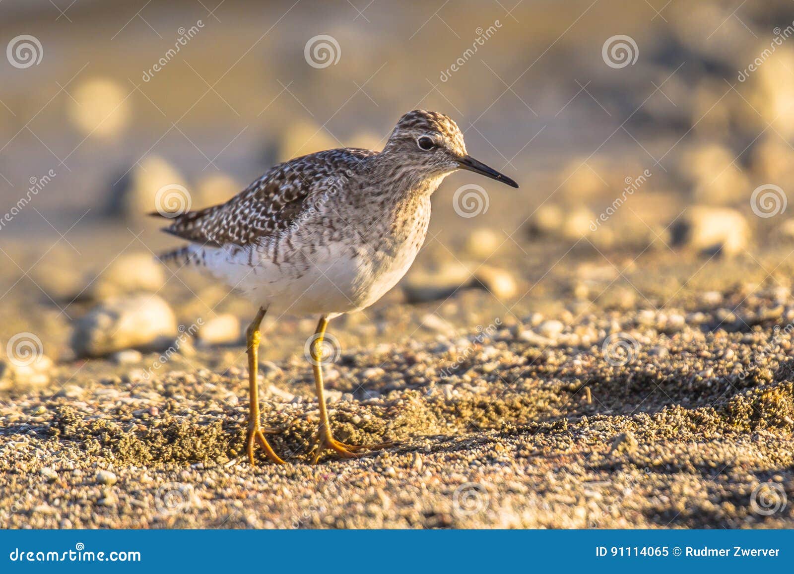 Common Sandpiper during Migration on Cyprus Beach Stock Image - Image ...