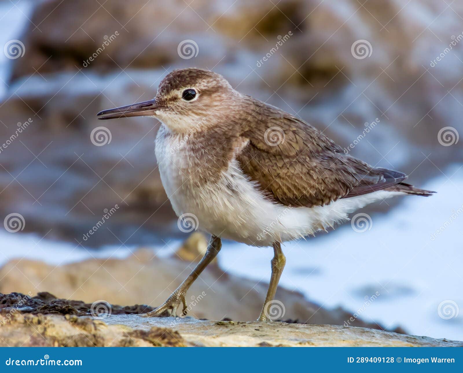 Common Sandpiper in Queensland Australia Stock Photo - Image of common ...