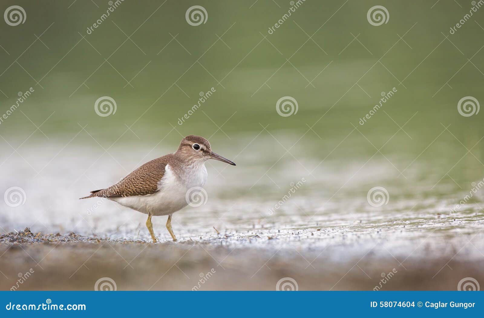 Common Sandpiper on the Shore Stock Photo - Image of ornithology ...