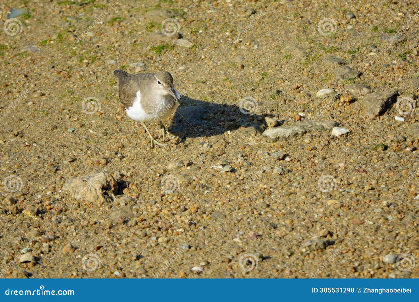 Common Sandpiper, Actitis Hypoleucos Stock Photography | CartoonDealer ...