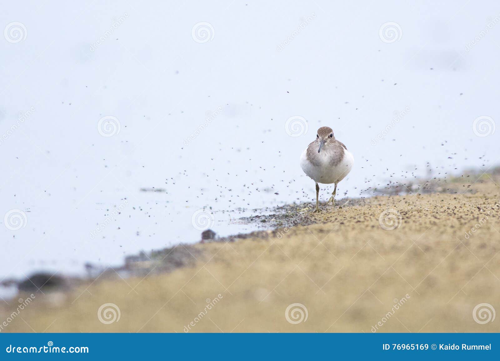 Common sandpiper stock image. Image of watching, calidrid - 76965169
