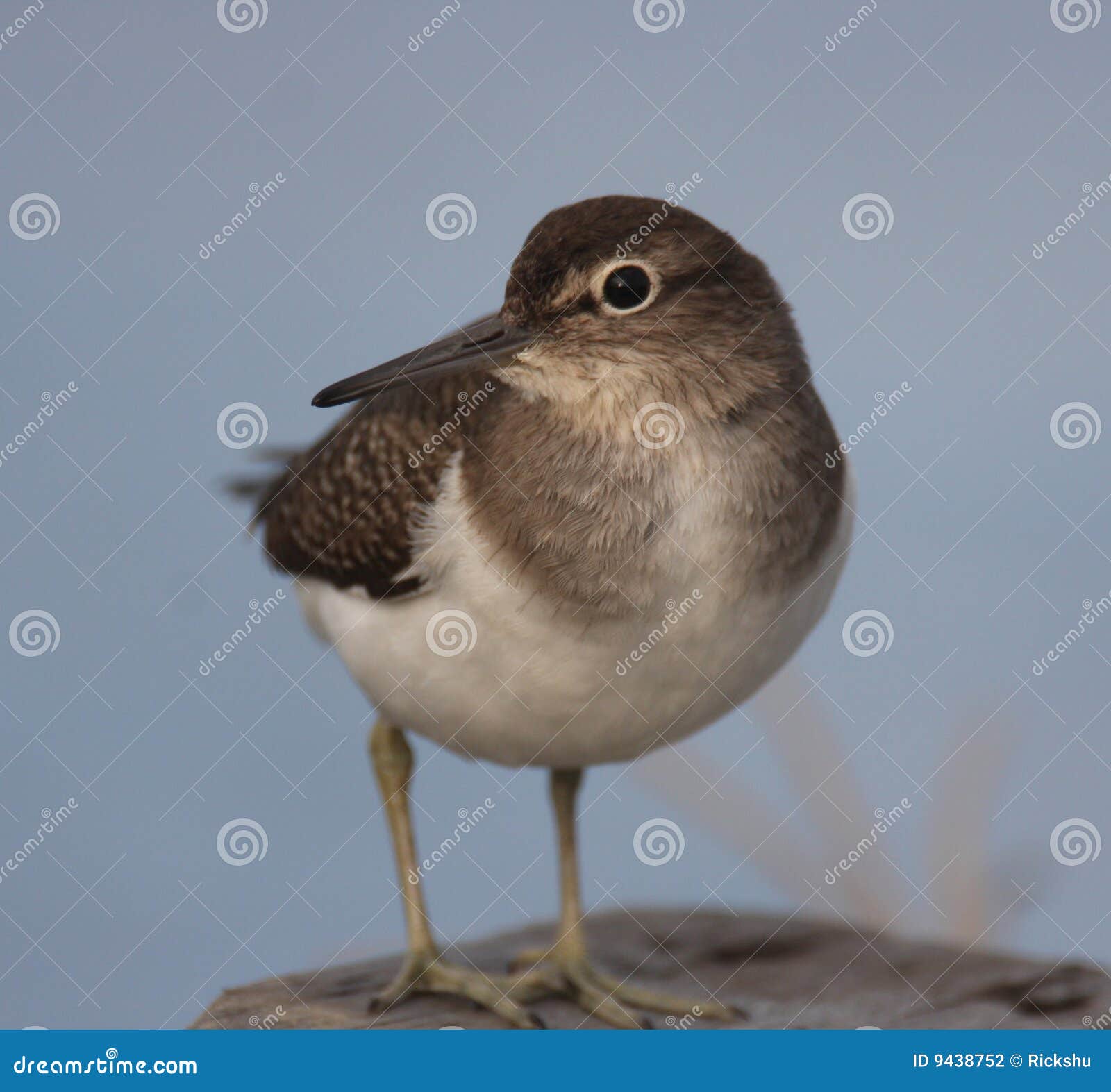 A Common Sandpiper Bird, Long Beak Brown And White, Resting On A Rock ...