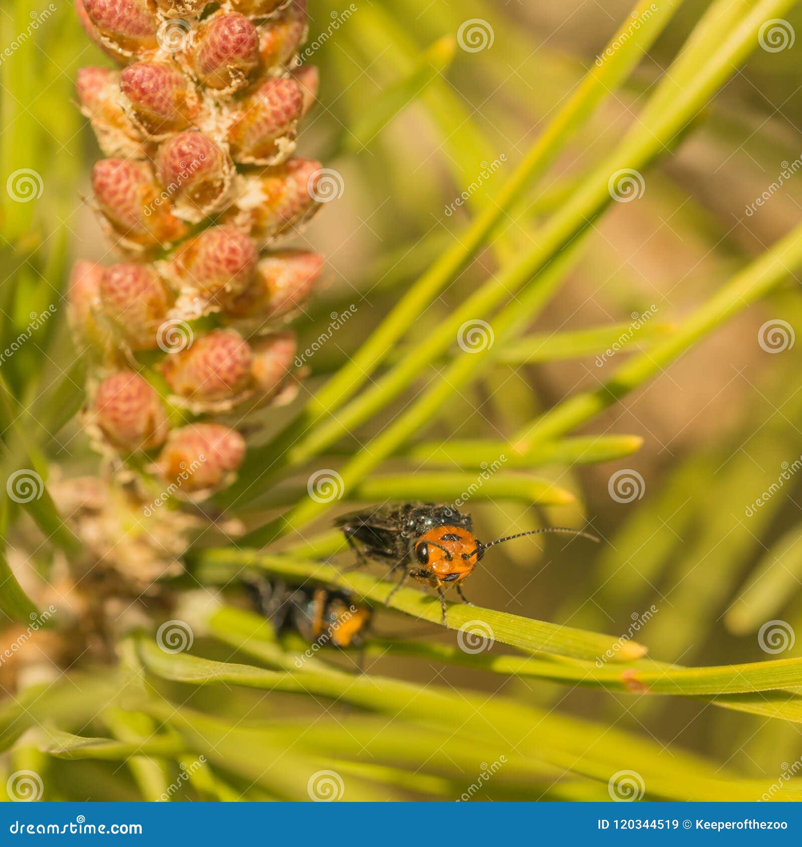 Common Sawfly Macro stock image. Image of macro, wild - 120344519