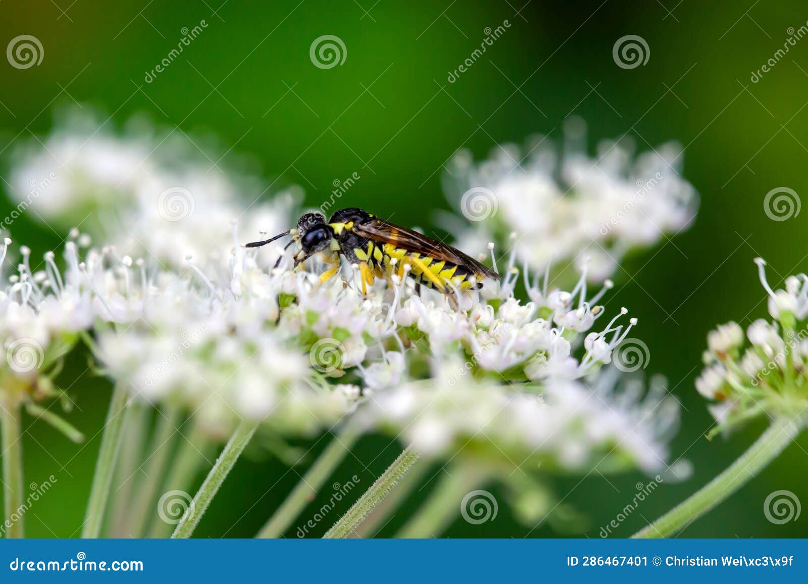 Common Sawfly, Tenthredo Notha, on a Flower Stock Image - Image of ...