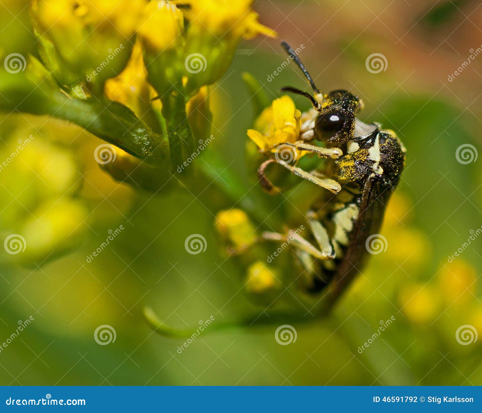 Common Sawfly Tenthredo Notha Stock Photo - Image of looks, midge: 46591792
