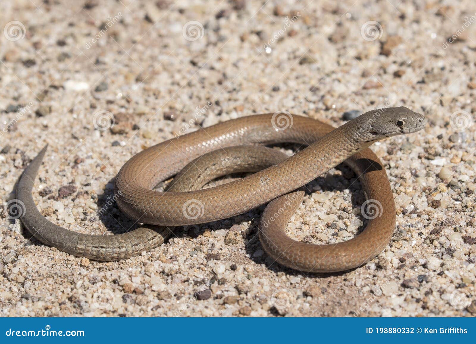 Common Scaly-foot Legless Lizard Stock Photo - Image of basking, common ...