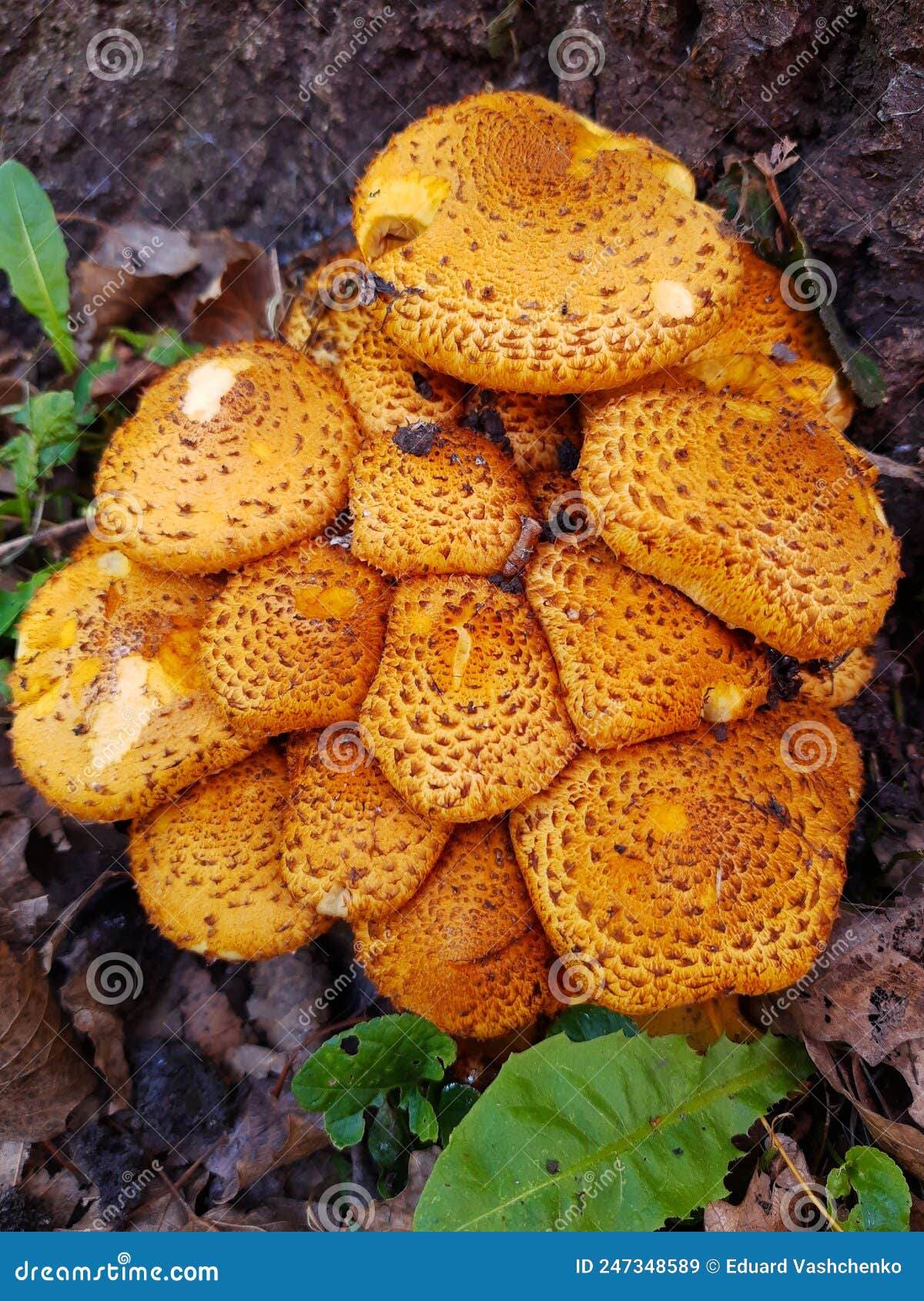 Common Scaly Fungus on a Tree Trunk Stock Image - Image of brown, trunk ...