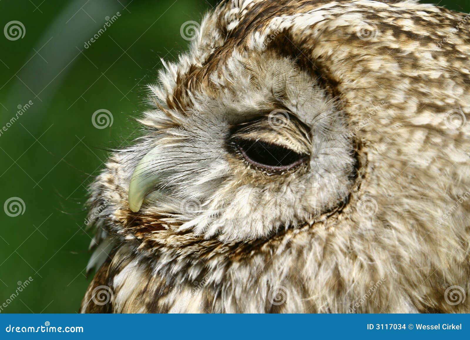 Common Scops Owl, Otus Scops, Little Owl In The Nature Habitat, Sitting ...