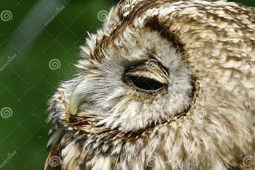 Common scops owl stock photo. Image of bird, feather, asia - 3117034